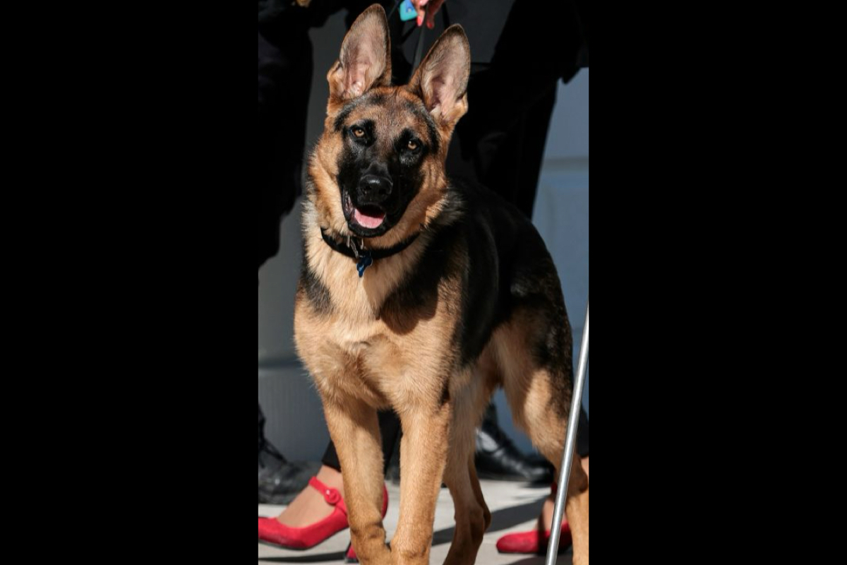 Joe Biden's dog Commander bite yet another Secret Service agent